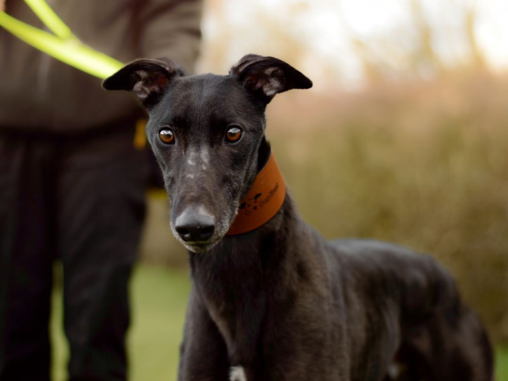 Former racing greyhound 'Terrific Terry' at Kenilworth Dog's Trust ...