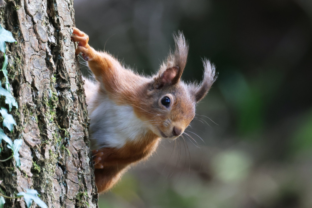 Wildlife photographer captures playful snaps of a red squirrel ...