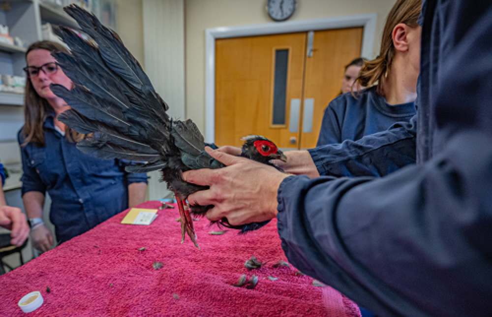 Chester Zoo's mission to save the critically endangered Vietnam ...