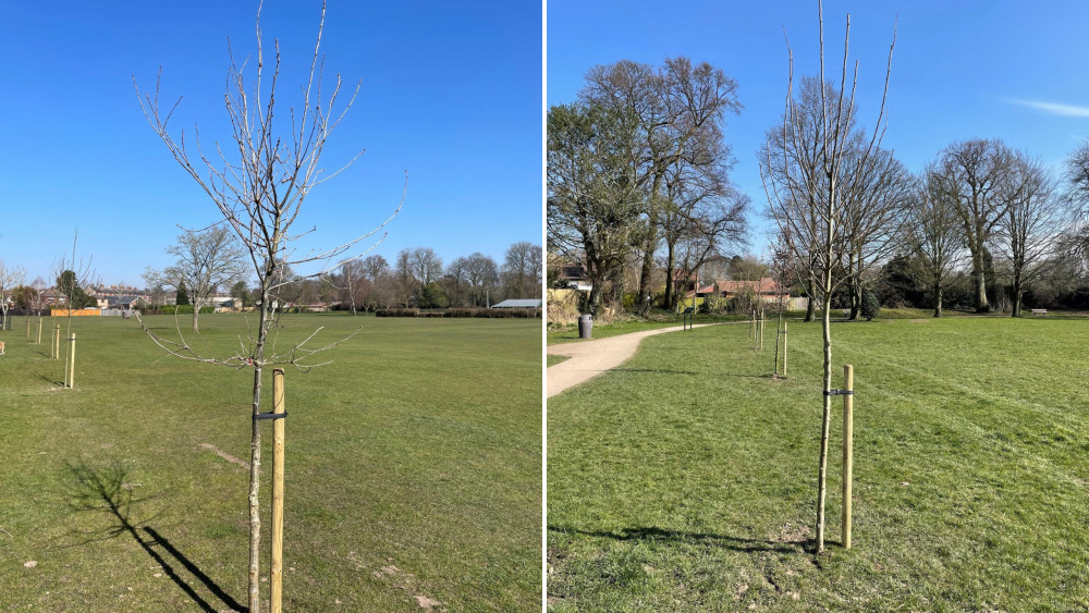 New trees are planted at Bath Grounds in Ashby thanks to County Council ...