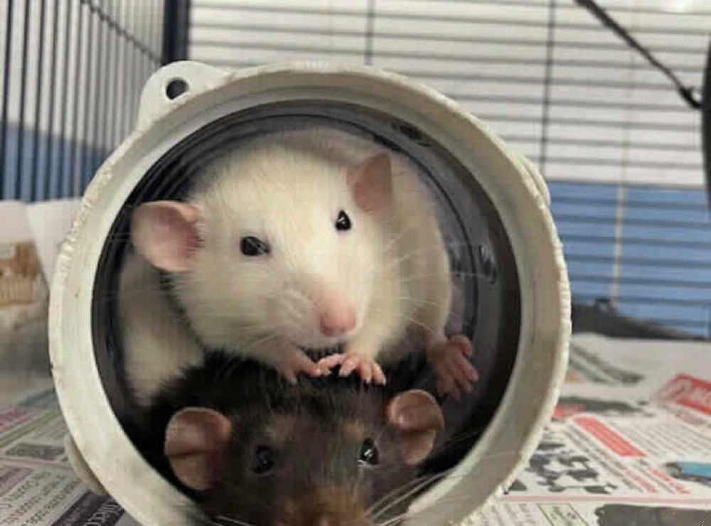 World Rat Day celebrates the kindness and intelligence of the 'unloved ...