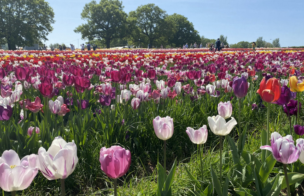 Hatton blooms with around half a million tulips in vibrant spring ...