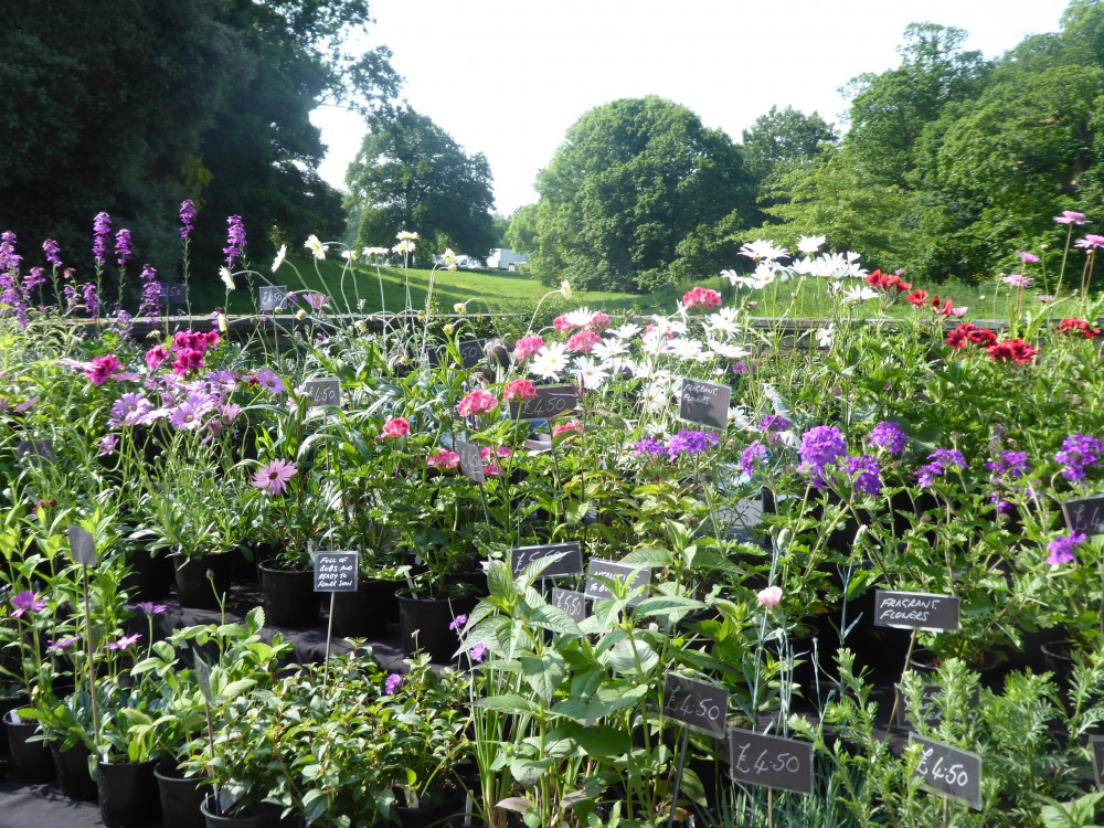 Specialist Plant Fair | Leisure | News | Congleton Nub News | by Ceri ...