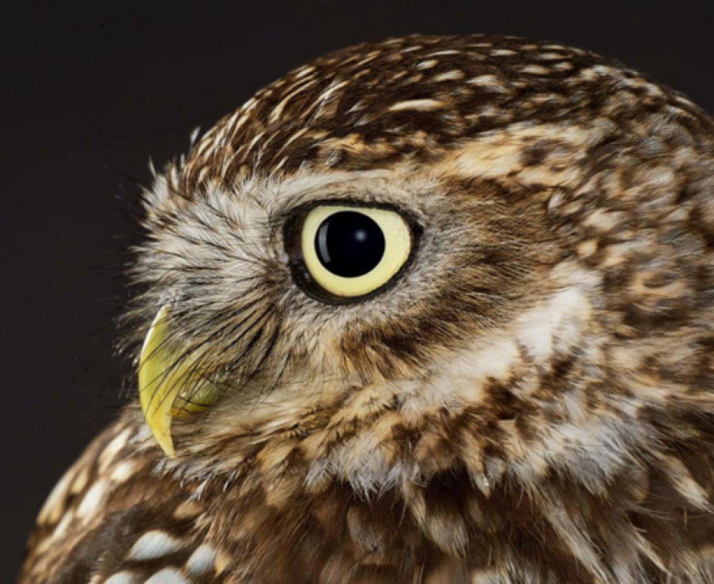 Have a hoot at Standalone Farm | Local News | News | Hitchin Nub News ...
