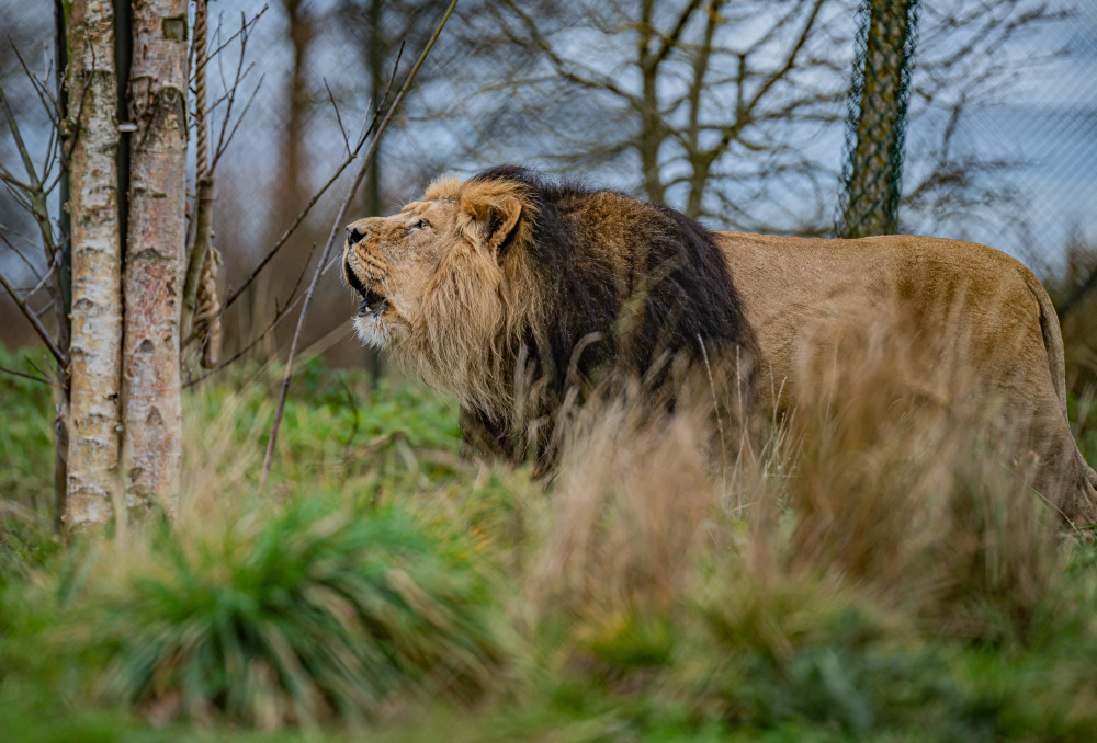 Chester Zoo's innovative dung project offers "lifeline to species on ...