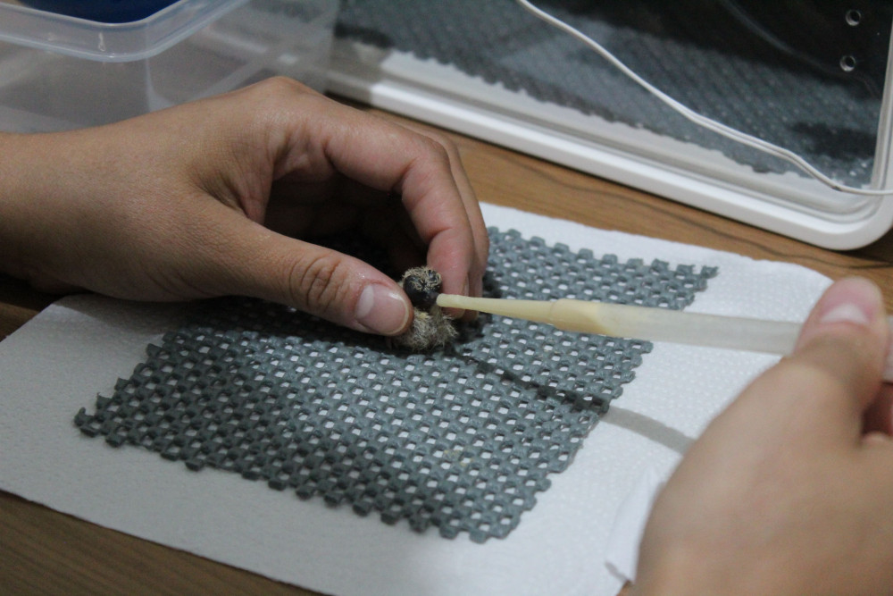 "It is a joy and also a great responsibility" - Chester Zoo helps hatch ...