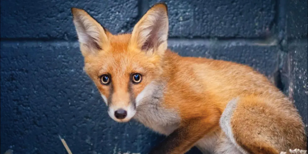 Net warning after fox cub is saved | Local News | News | Thurrock Nub ...