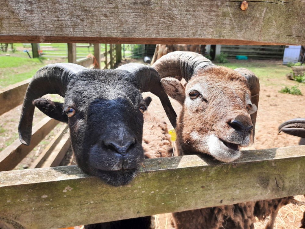 Head to Rutland Farm Park this summer holiday for a hands-on and ...