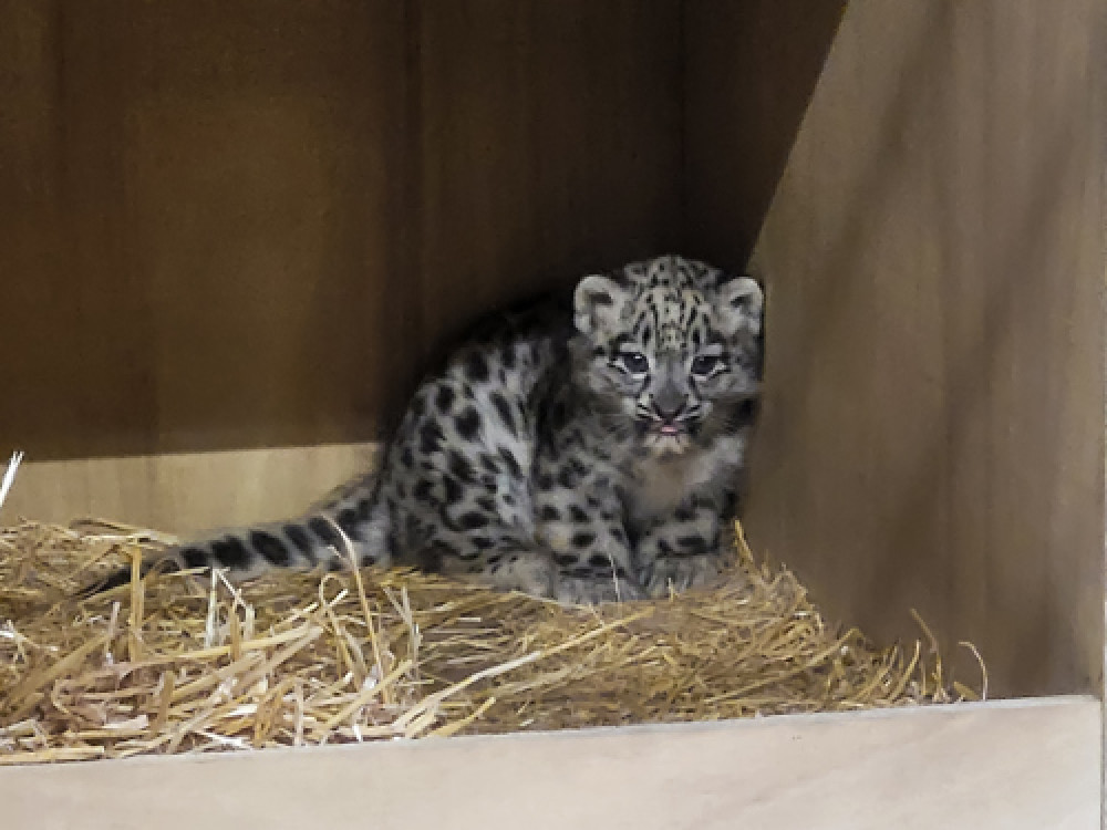 Chester Zoo marks 'historic moment' as first snow leopard cub is born ...