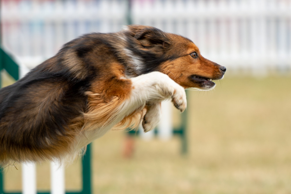 Four-legged athletes compete at Rutland Showground dog agility festival ...