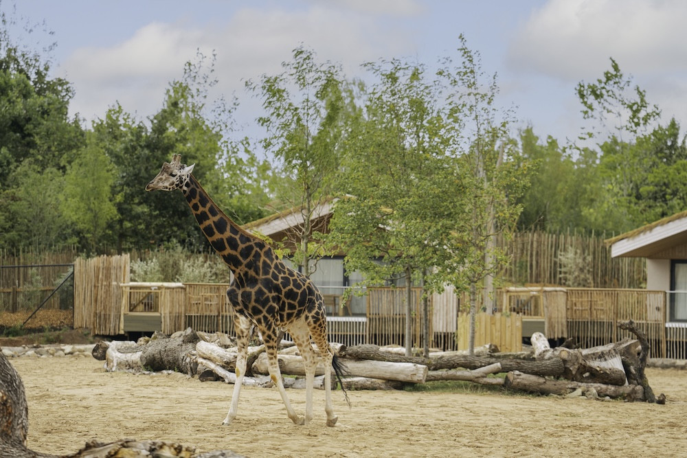 A first look at Chester Zoo's newest safari-style resort | Local News ...