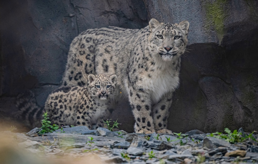 Chester Zoo unveils name for historic snow leopard cub | Local News ...