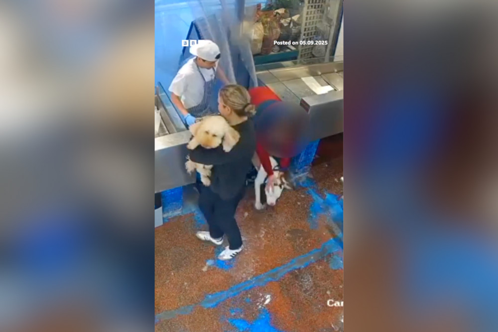 Cockapoo survives suspected XL Bully attack on Twickenham High Street ...