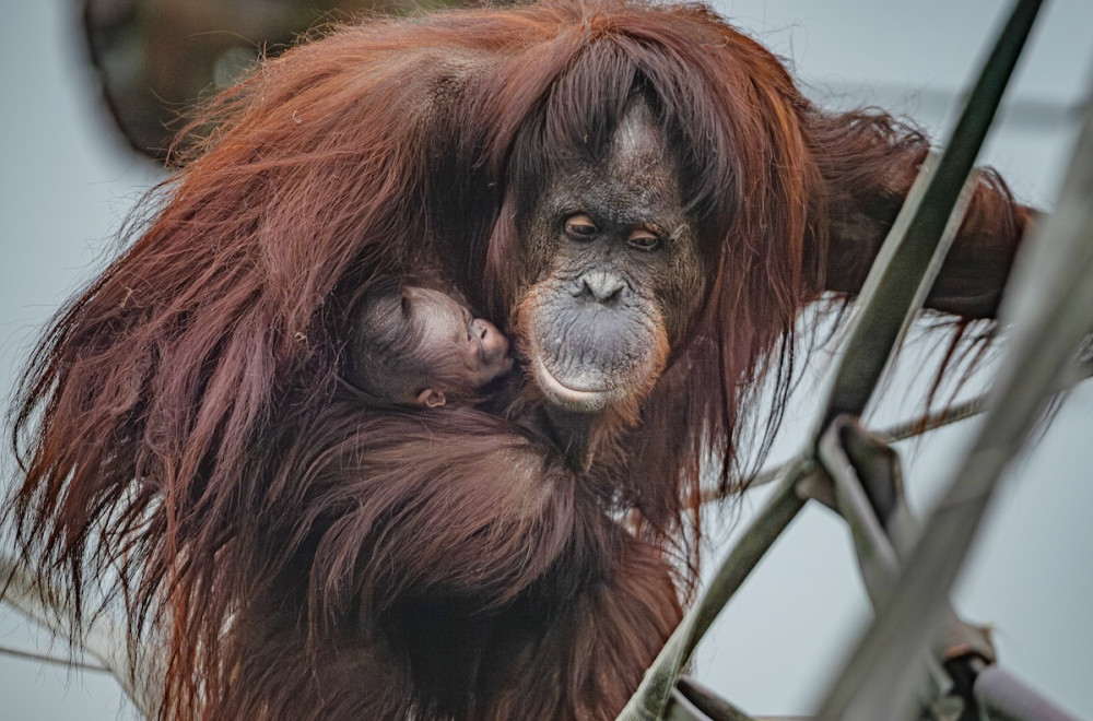 Critically endangered orangutan born at Chester Zoo | Local News | News ...