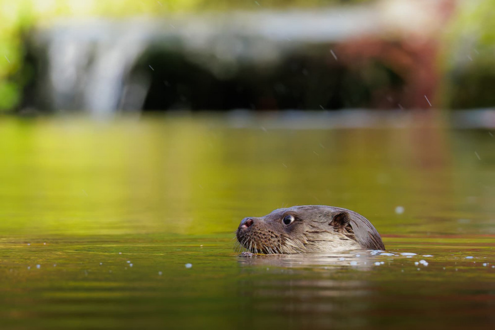 Otterly delightful surprise as new residents make a splash at Kilver Court | Local Features ...
