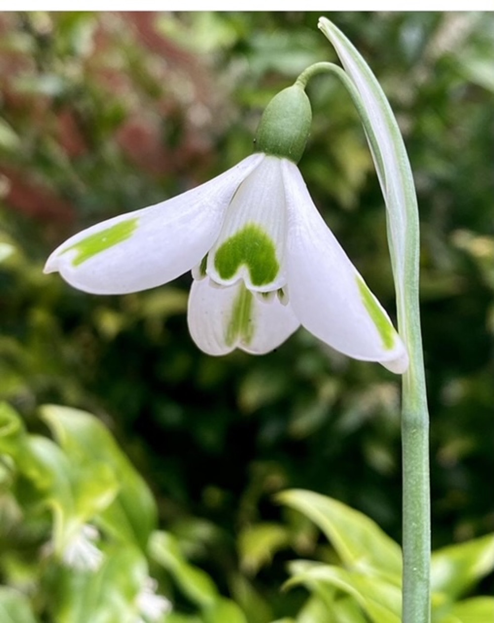 Heralding Spring: Dates and tickets for Rode Hall's annual snowdrop ...