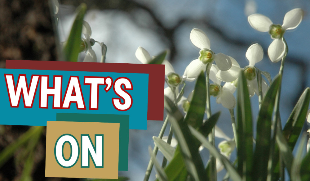 What's on in and around Congleton this weekend including Snowdrop Walk ...